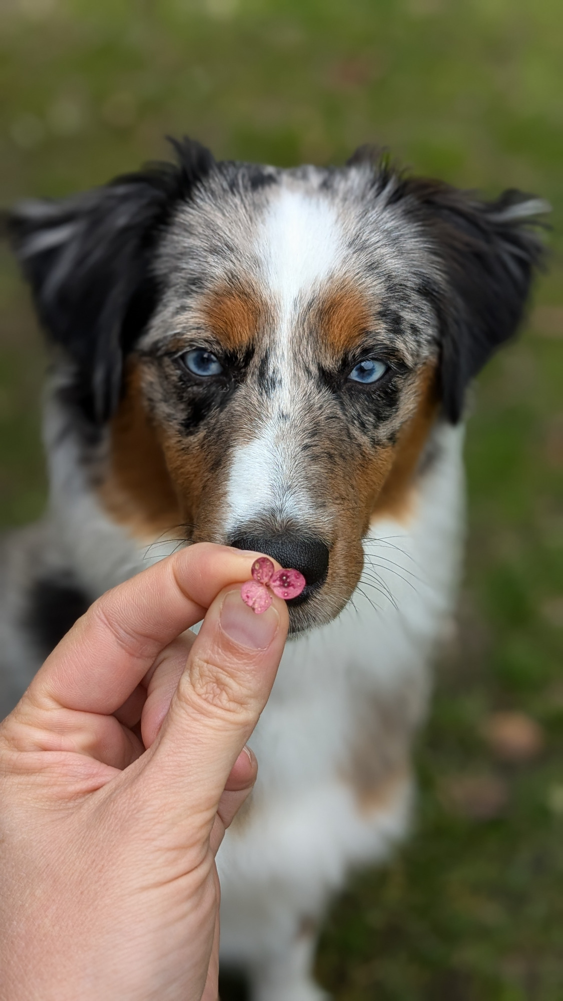 Mini Aussie Home